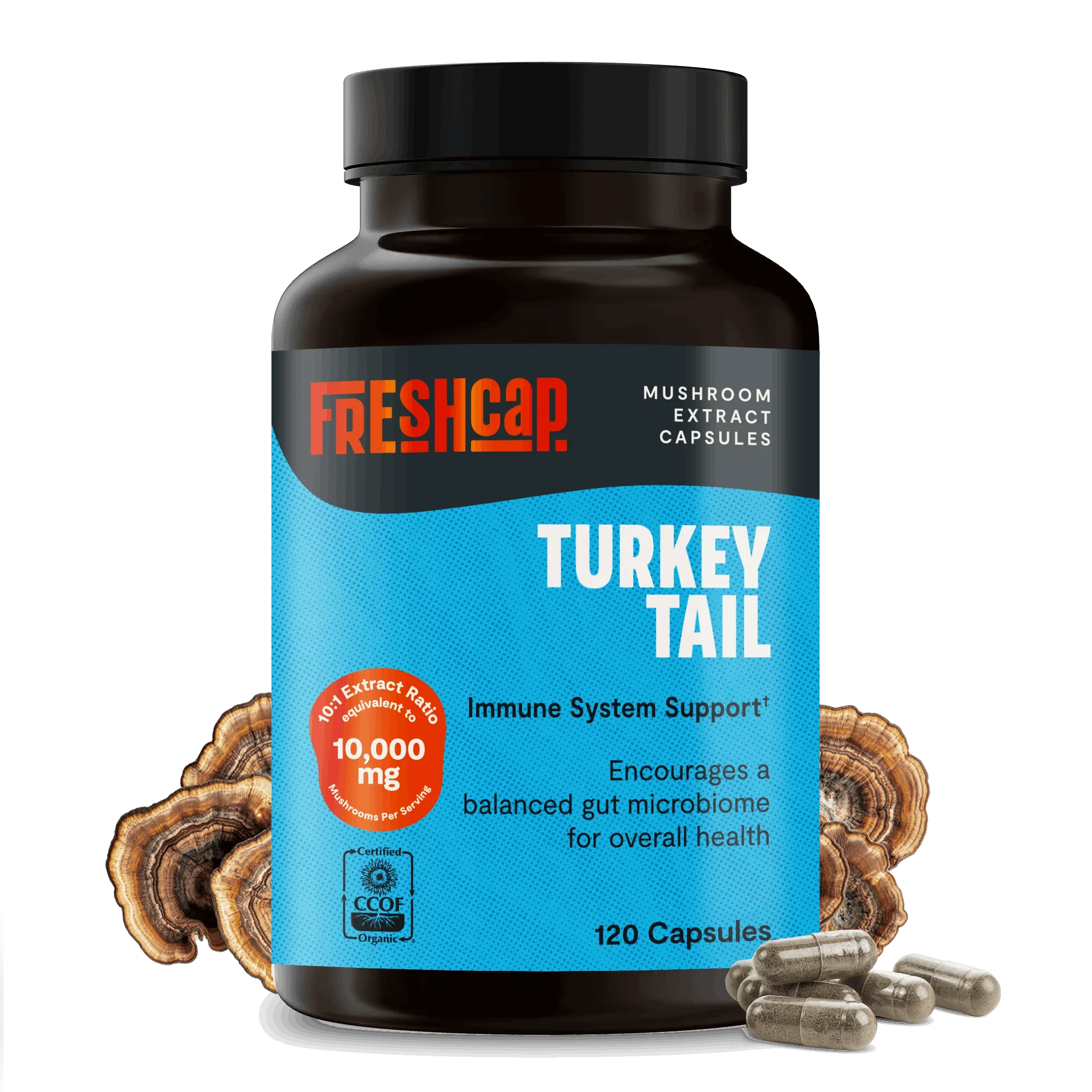 Turkey Tail Mushroom Extract Capsules – Shroomability